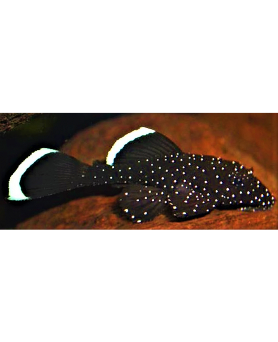 Buy Pleco L183 (Starlight Bristlenose), Fish & Livestock Online in ...