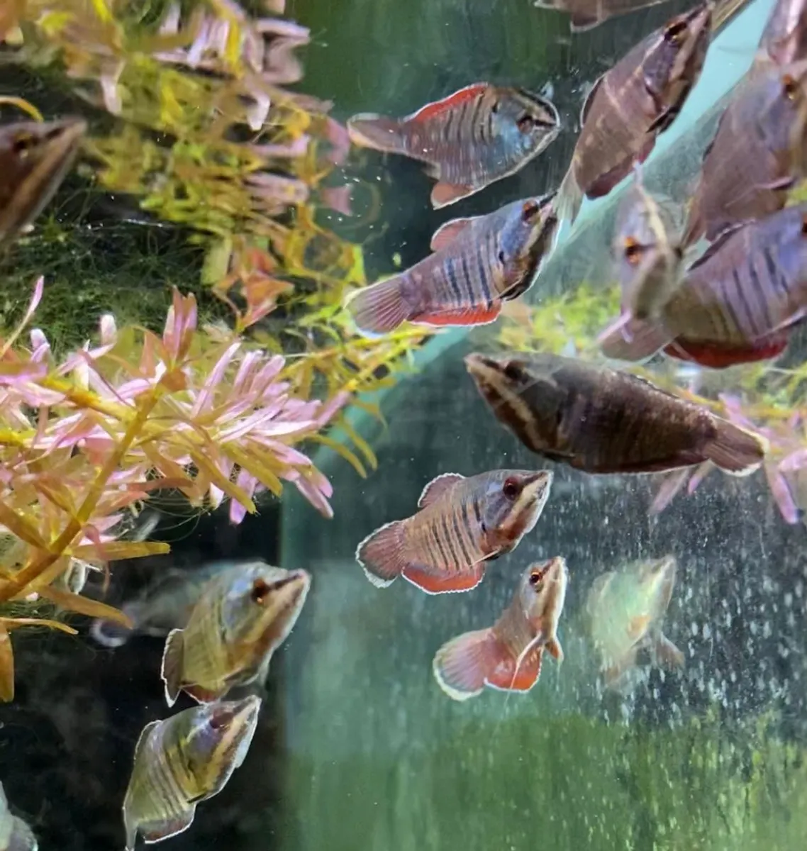 AngelHub Aquatics Boon Keng - Samurai Gourami (SPHAERICHTHYS VAILLANTI)