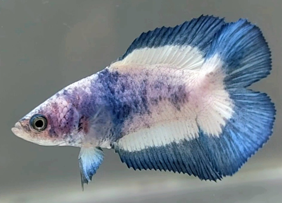 Koleksi Cupang Bandung - FEMALE HALFMOON DOUBLE TAIL BLUE RIM PANDA NOT ...