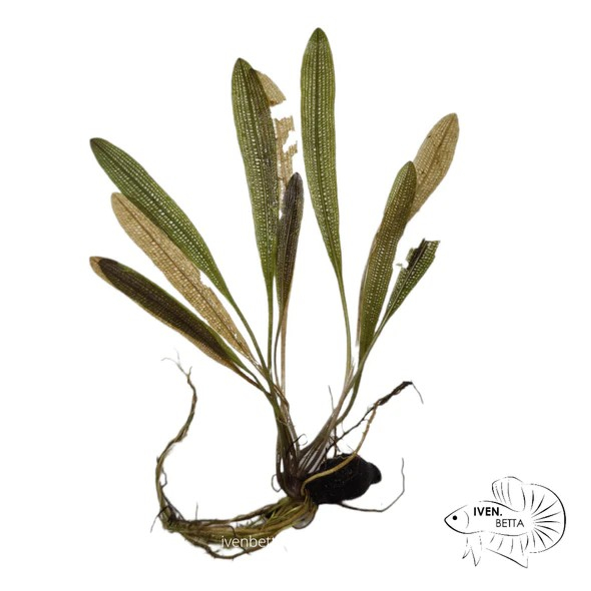 Buy Aponogeton Henkelianus | Iven Betta from Largest Online Aquarium ...