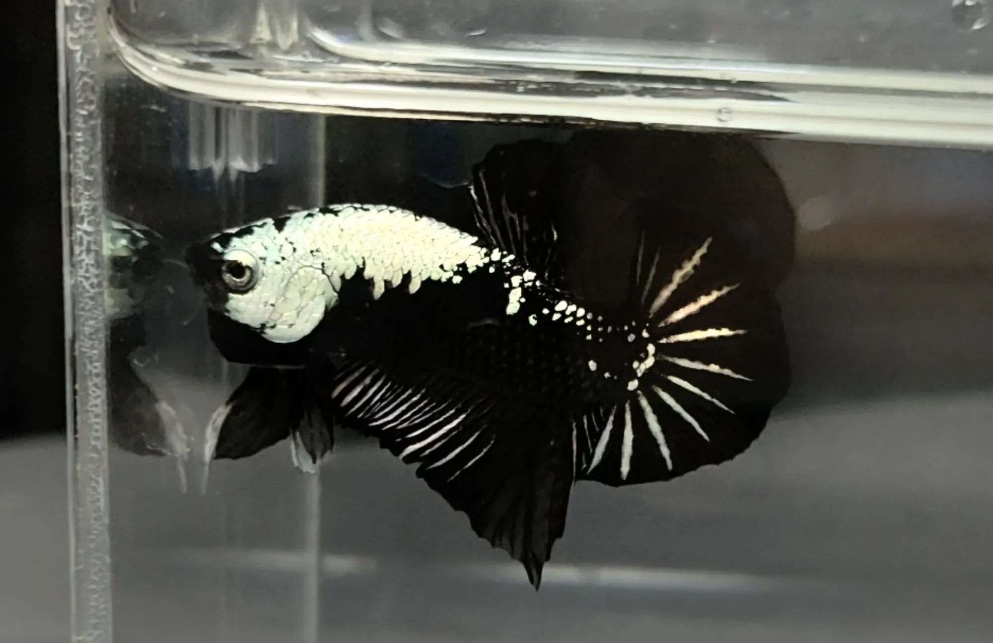 Buy Black Mamba | a2hz_betta from Largest Online Aquarium Fish Store In ...