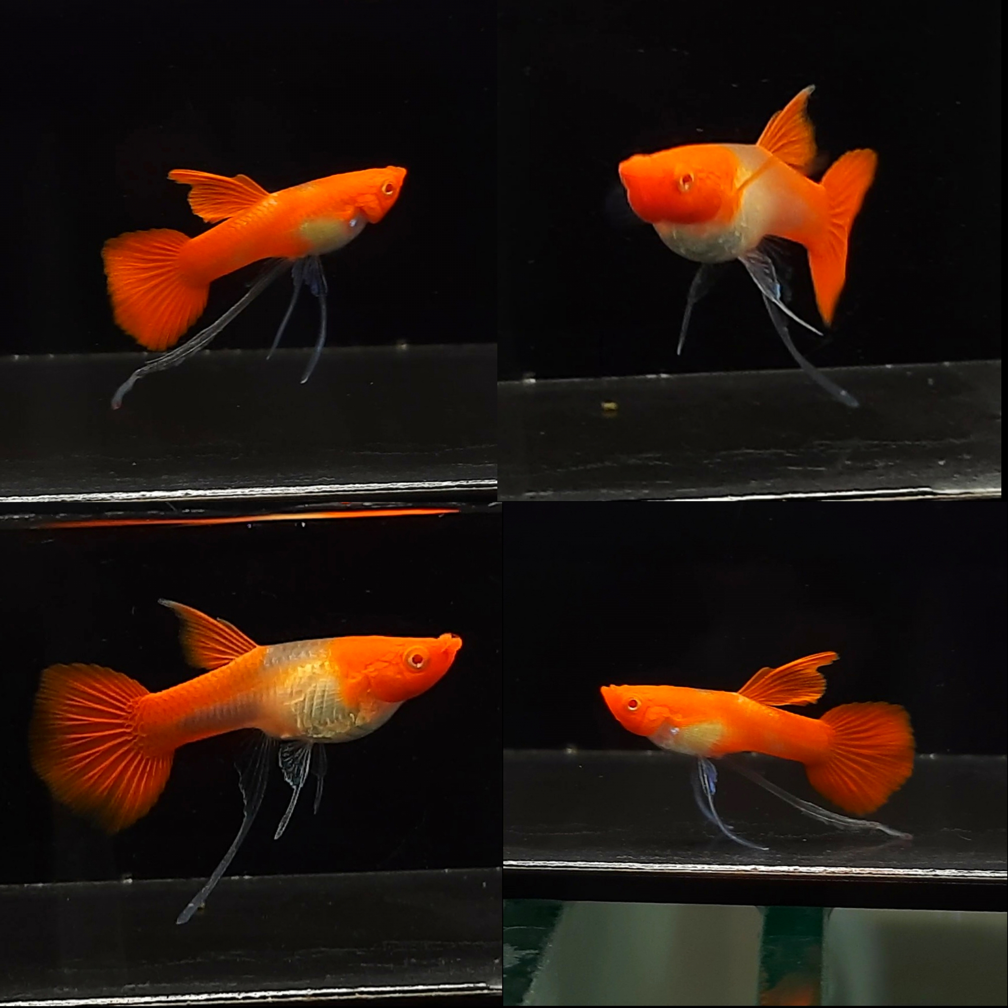 Buy Guppy Albino Koi Ribbon (Gen Red Ear) | Lelang Guppy Indramayu from Largest Online Aquarium ...