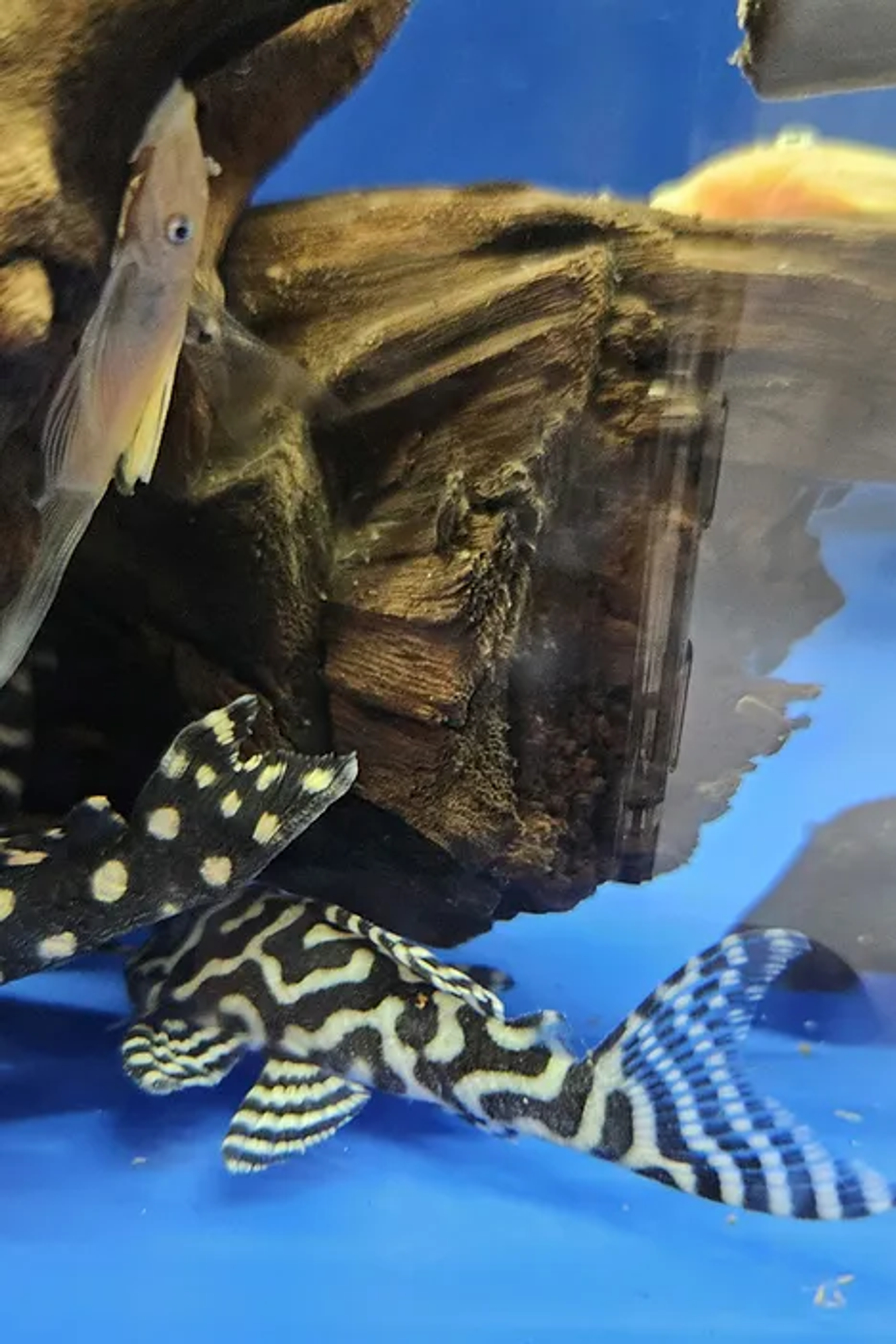 Buy L333 Hypancistrus sp. Thick White Base | AngelHub Aquatics from ...