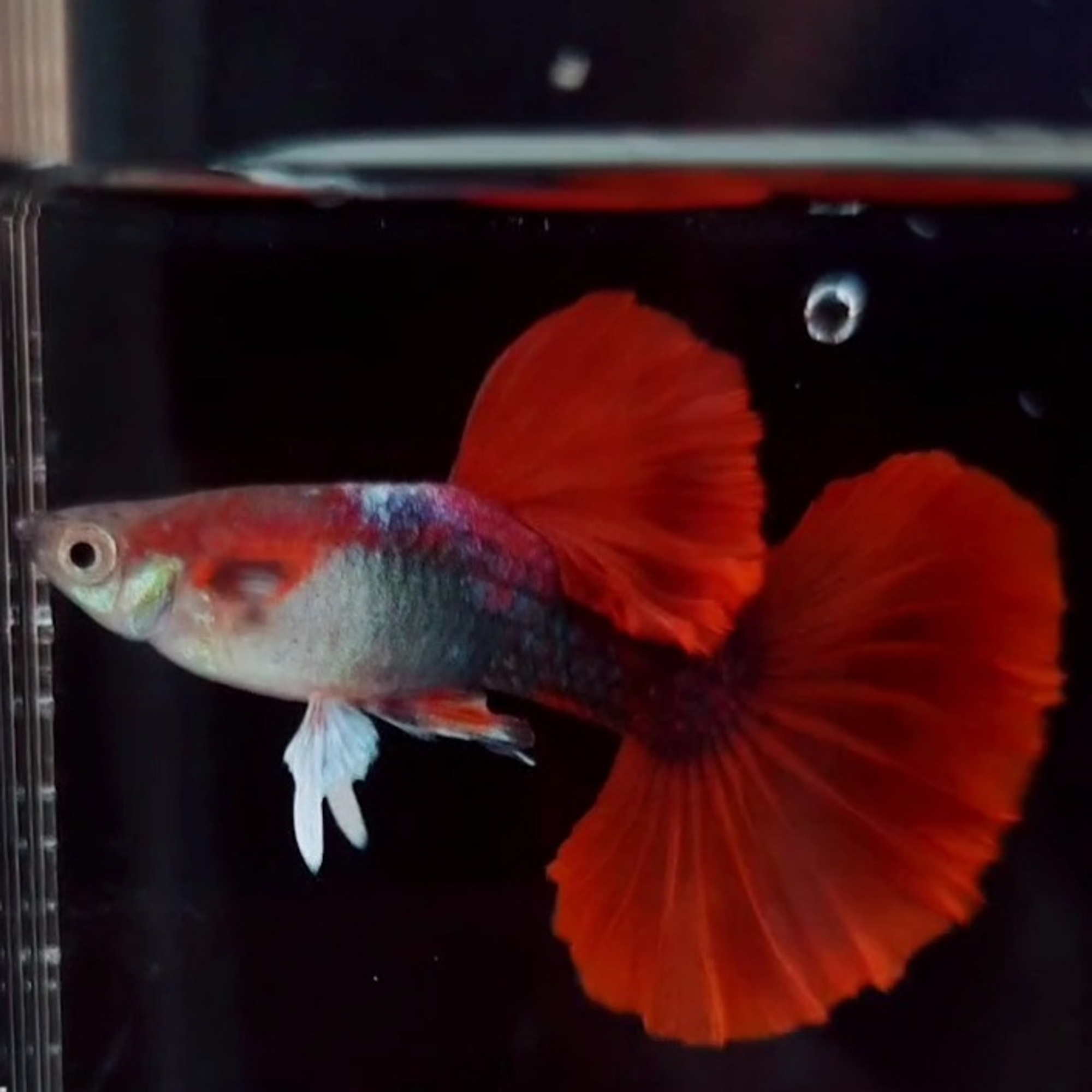 Buy Guppy Tuxedo Red Rosetail | Lelang Guppy Indramayu from Largest Online Aquarium Fish Store ...