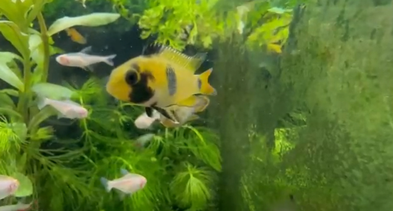 Buy Angelfish, Discus, Rams & Cichlids For Aquarium At Largest Online ...