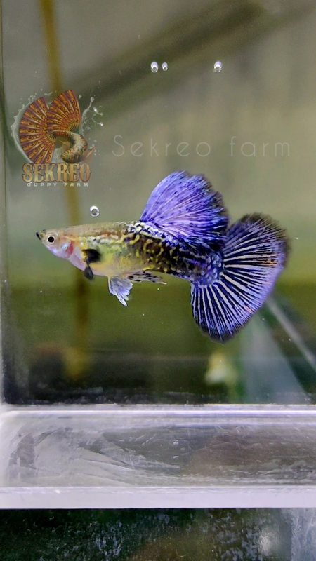 Buy Guppies For Aquarium At Largest Online Fish Store In Singapore ...